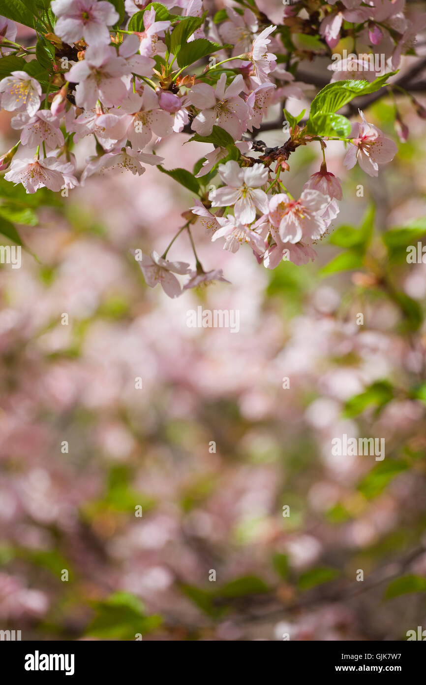 Haidian District, Beijing Yuyuantan Park Stock Photo - Alamy