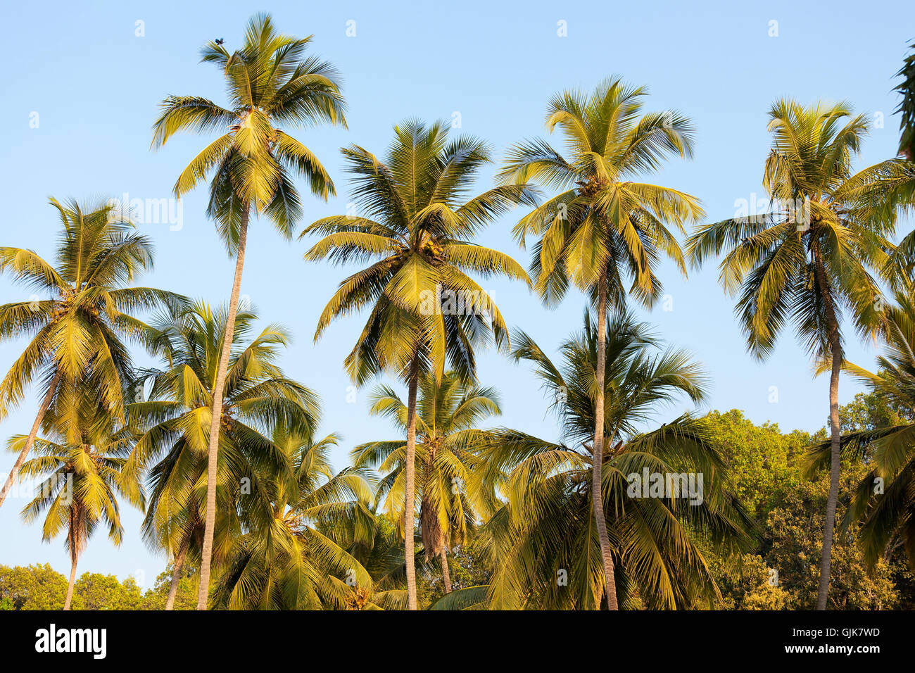 Coconut palm trees hi-res stock photography and images - Alamy