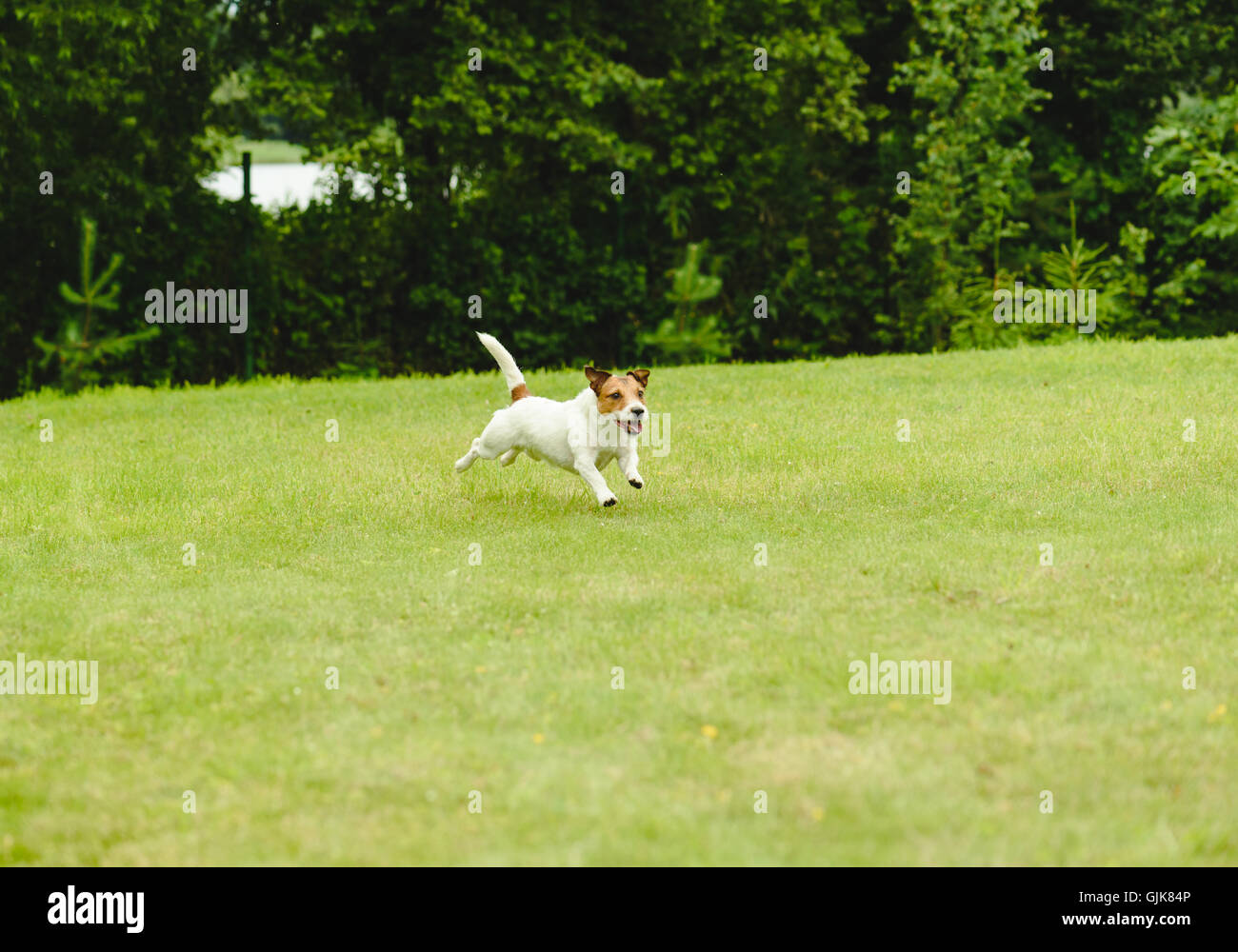 Happy pet dog playing at back yard green grass lawn Stock Photo - Alamy