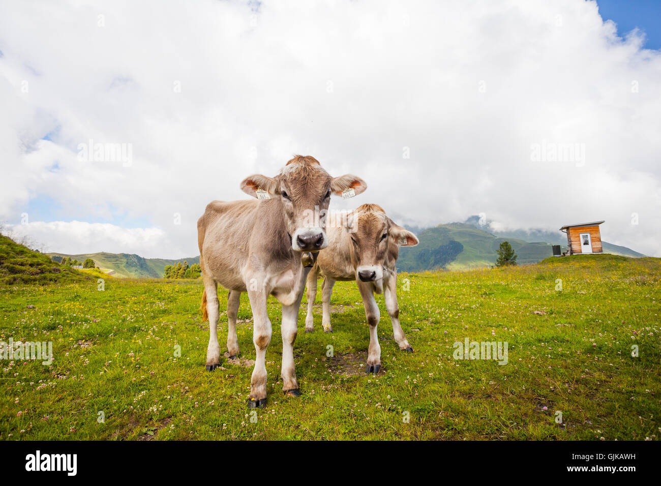 Little cows hi-res stock photography and images - Alamy