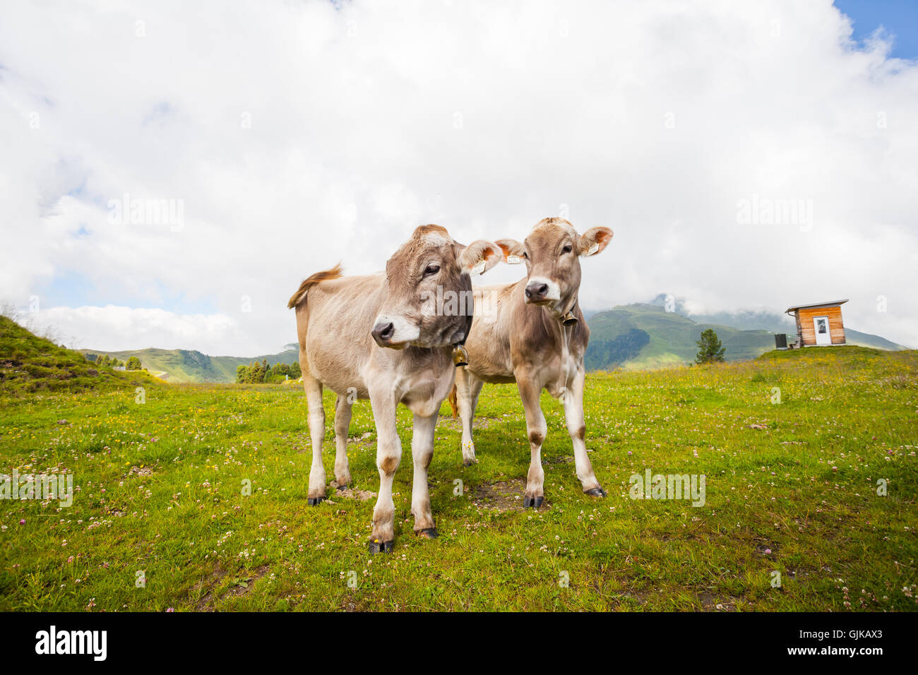 Little cows hi-res stock photography and images - Alamy