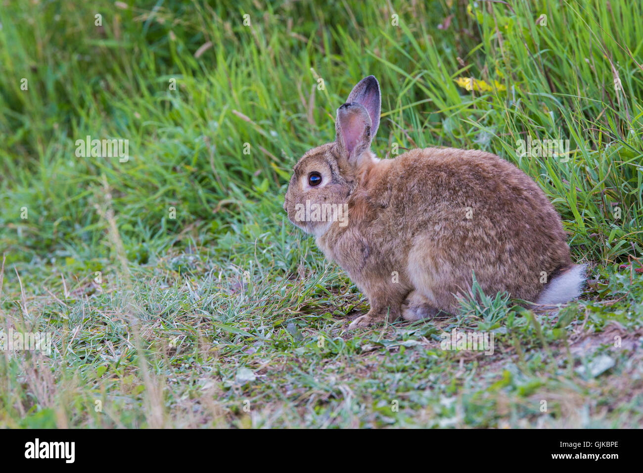 Domestic bunny portrait Stock Photo - Alamy