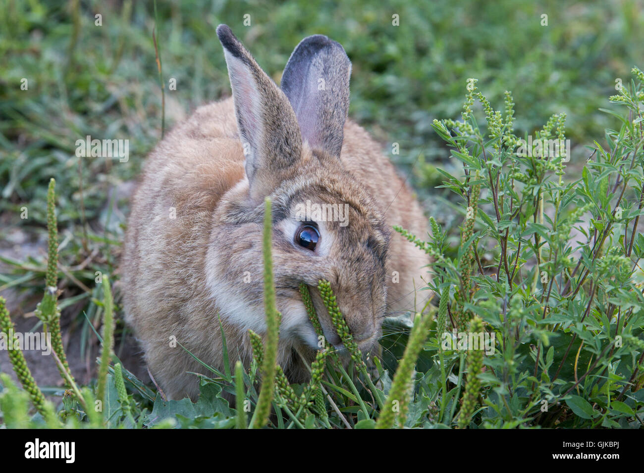 Domestic bunny portrait Stock Photo - Alamy