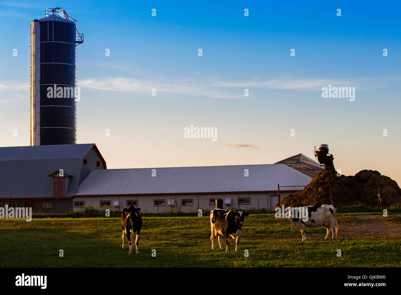 Holstein Friesians (often shortened as Friesians in Europe, and ...