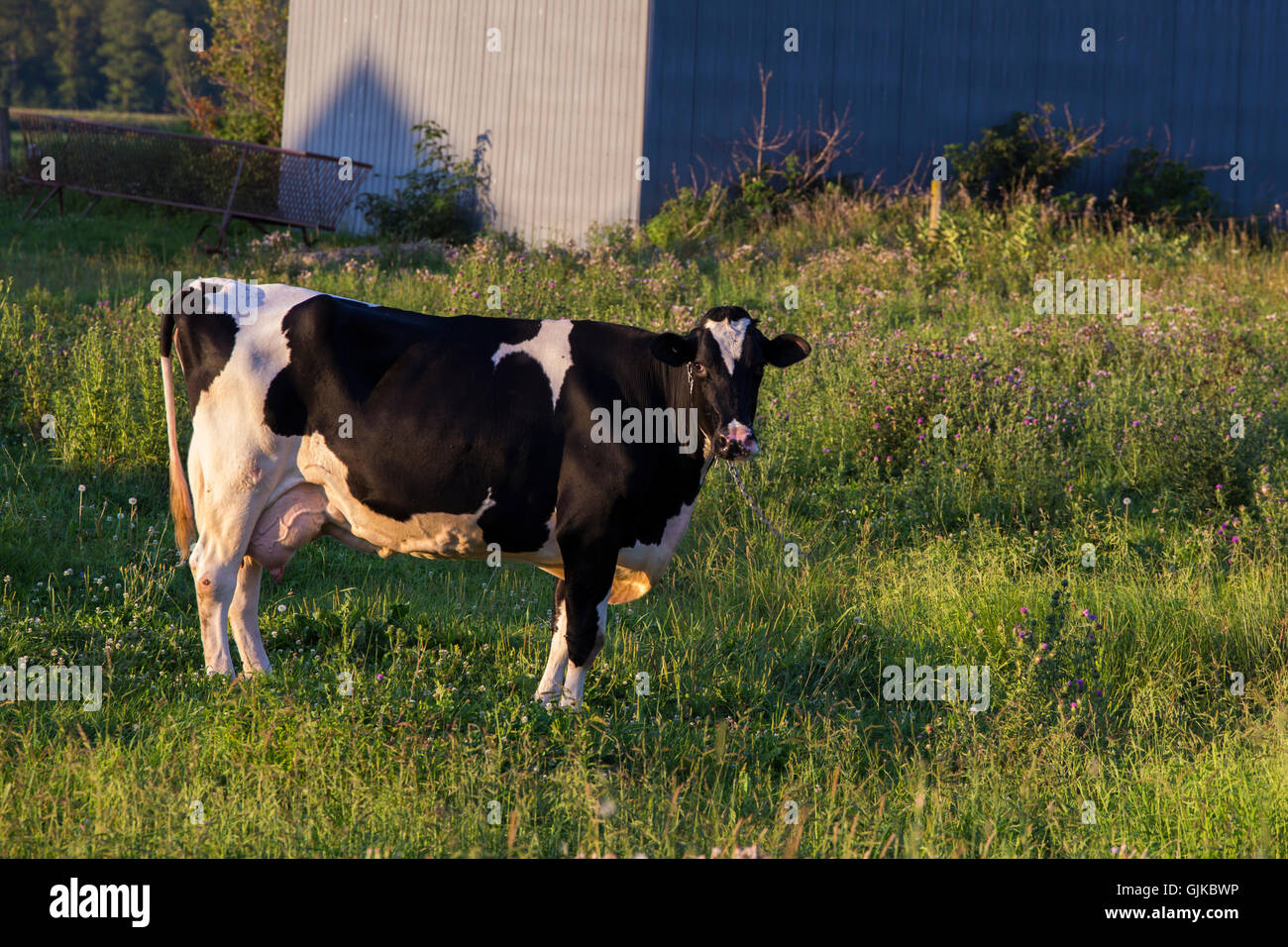 Holstein Friesians (often shortened as Friesians in Europe, and ...