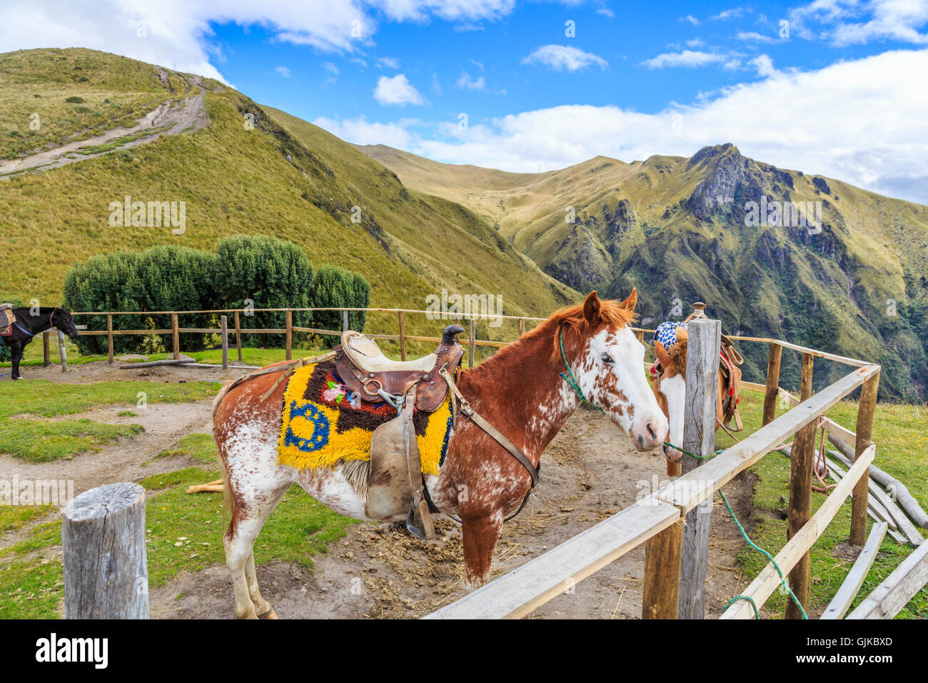Horse tethered in corral ready for tourist horse rides, Telerifico ...