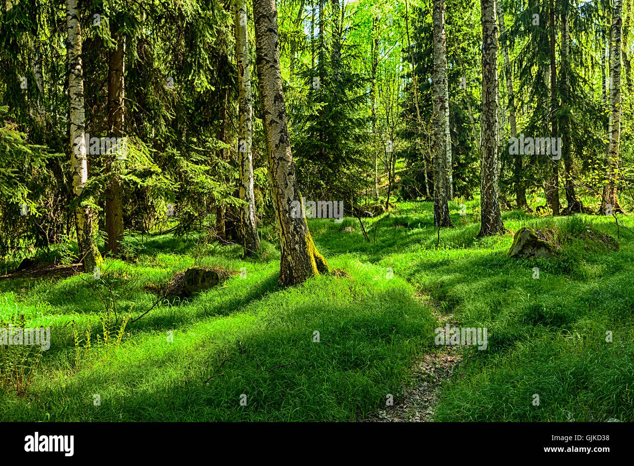 Deep spruce forest hi-res stock photography and images - Alamy