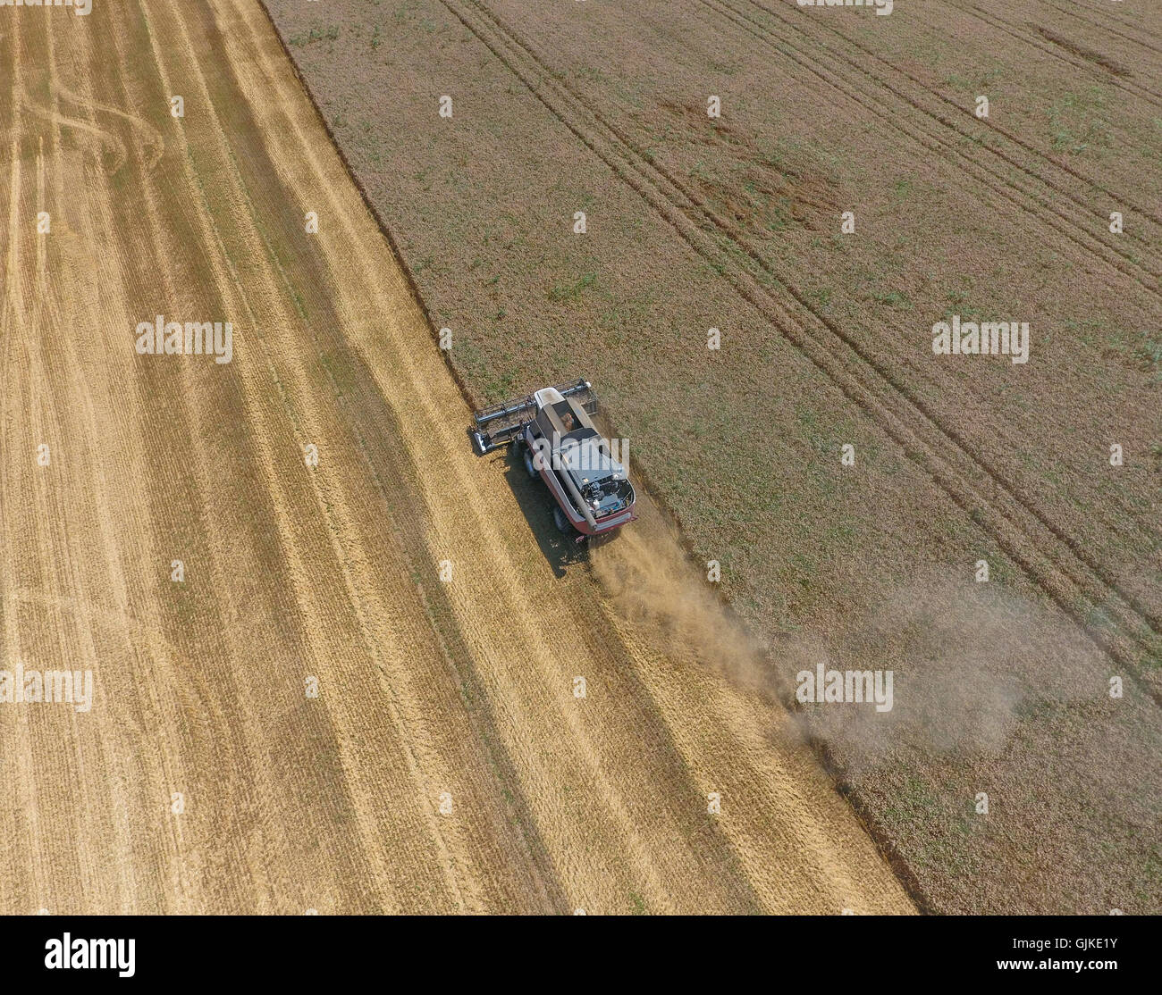 Harvesting wheat harvester. Agricultural machinery in operation Stock ...