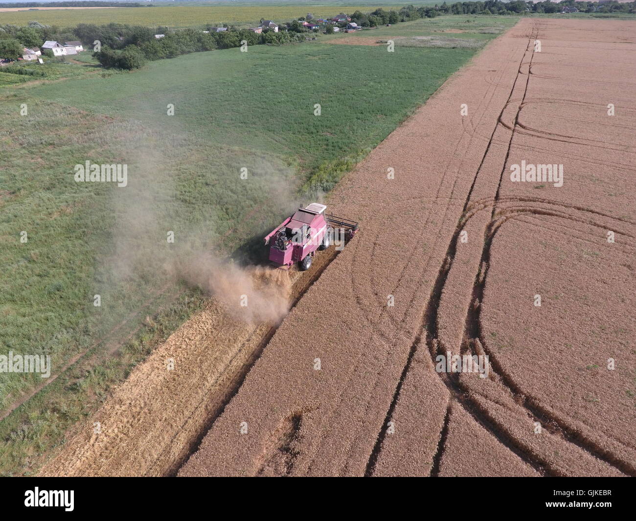 Cleaning wheat harvester. Ripe wheat harvester mowed and straw easily ...