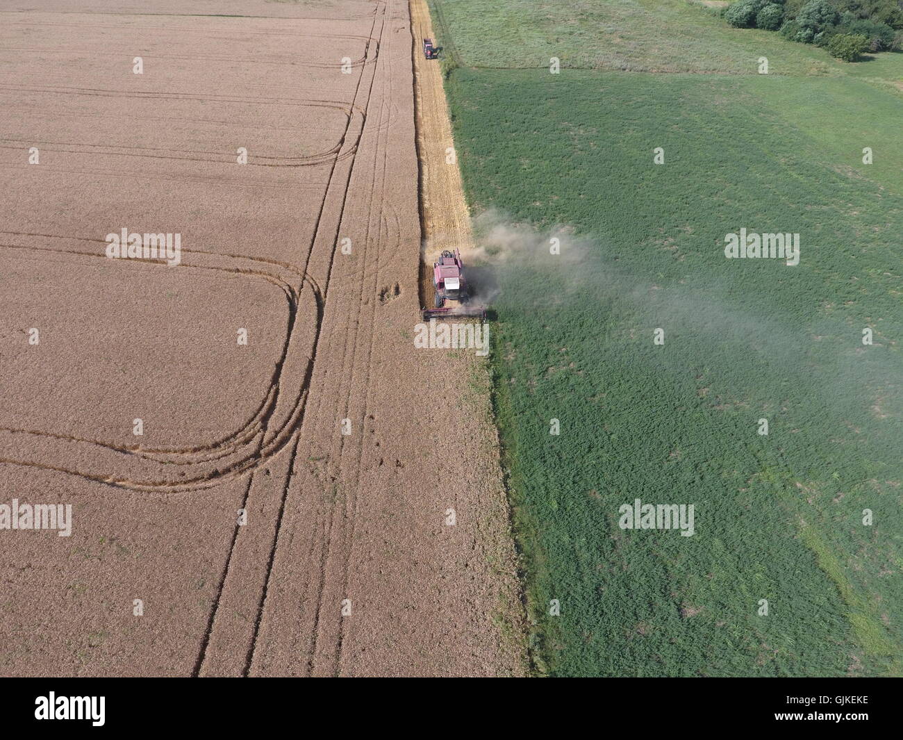 Cleaning wheat harvester. Ripe wheat harvester mowed and straw easily ...