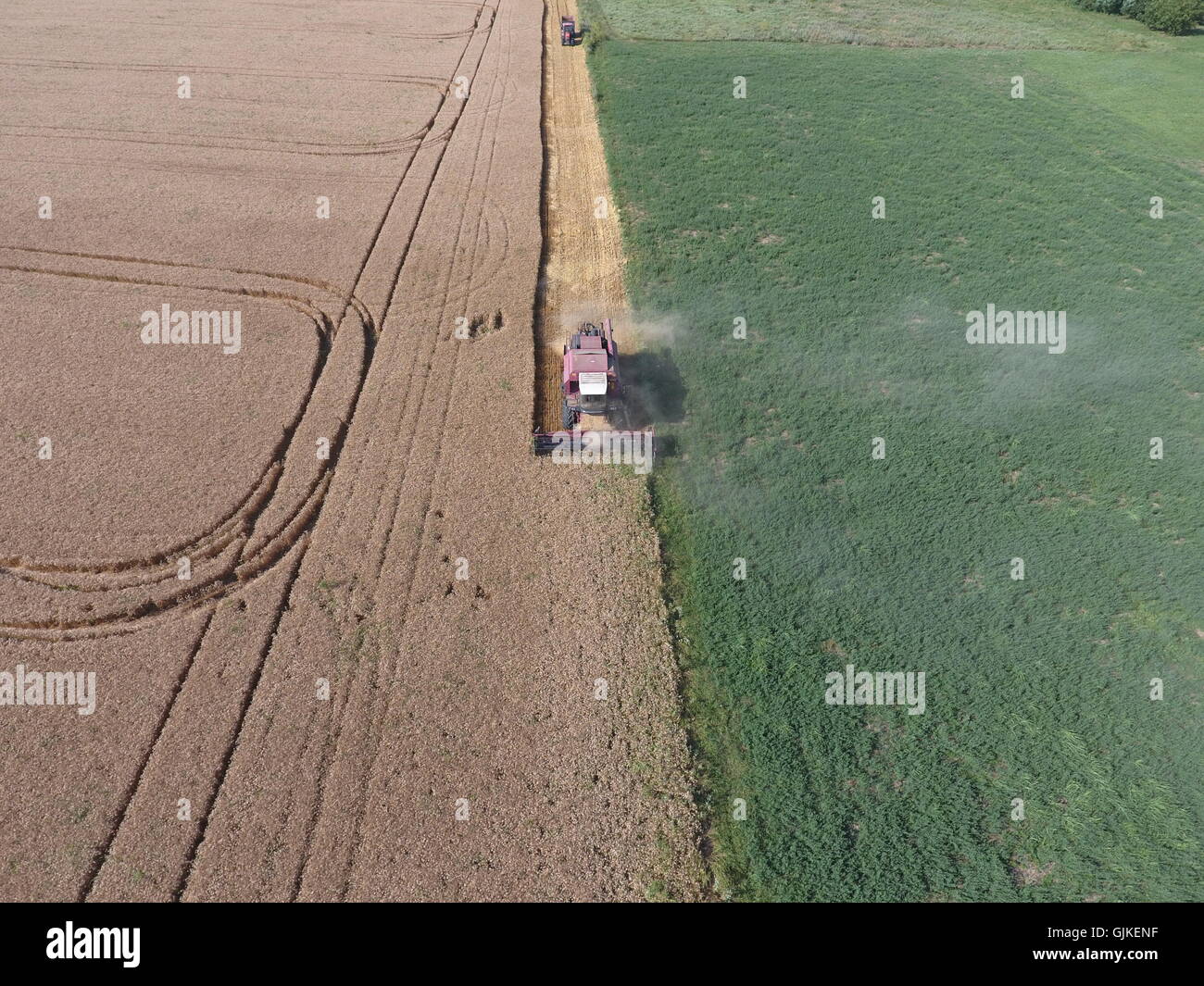 Cleaning wheat harvester. Ripe wheat harvester mowed and straw easily ...