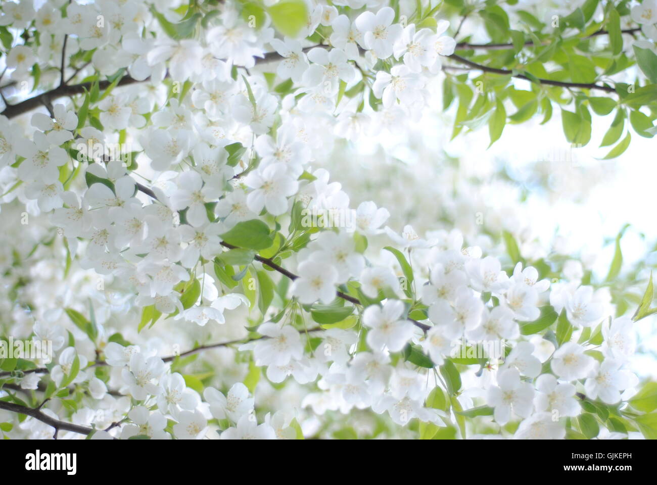 Tree in bloom Stock Photo - Alamy