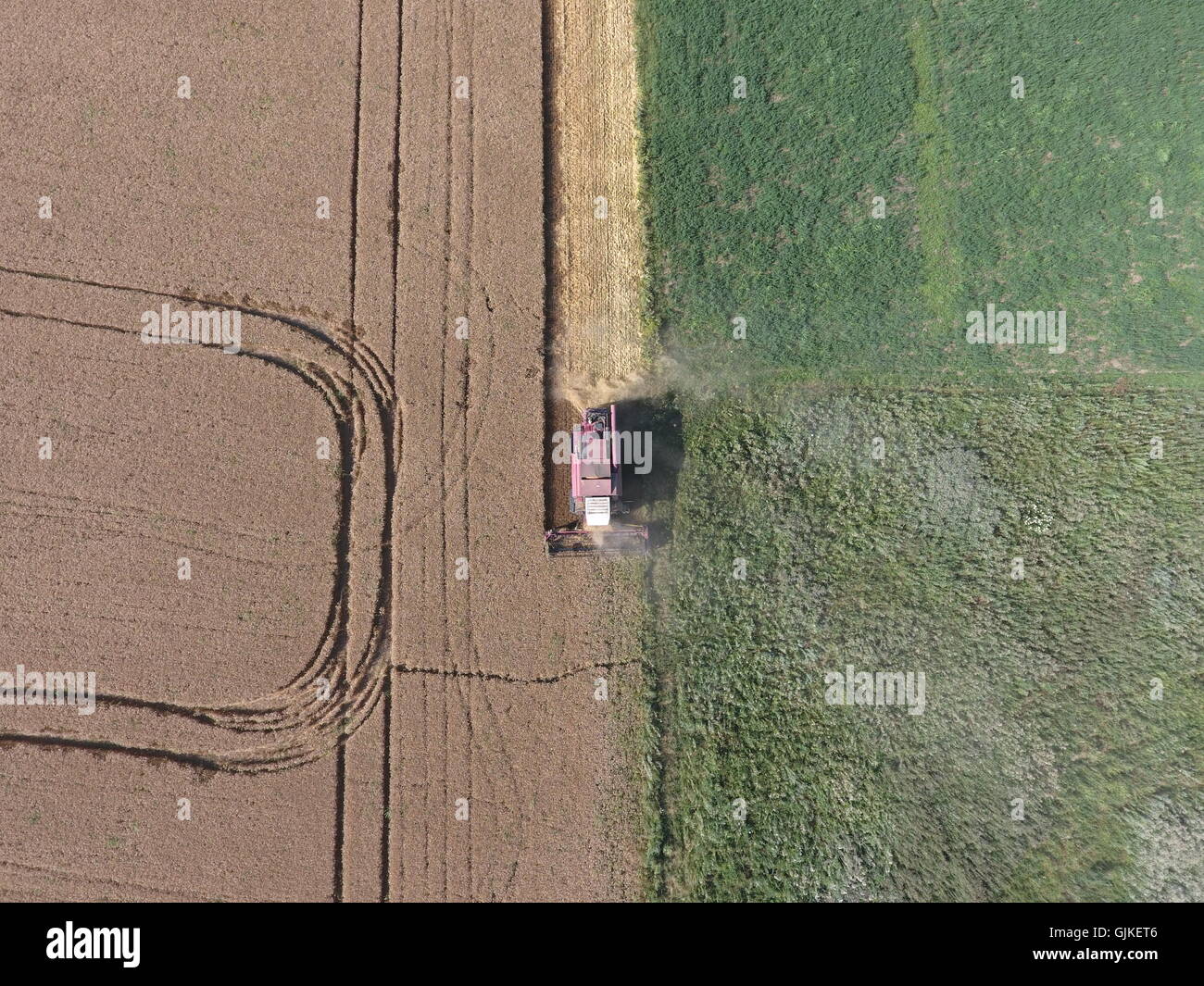 Cleaning wheat harvester. Ripe wheat harvester mowed and straw easily ...