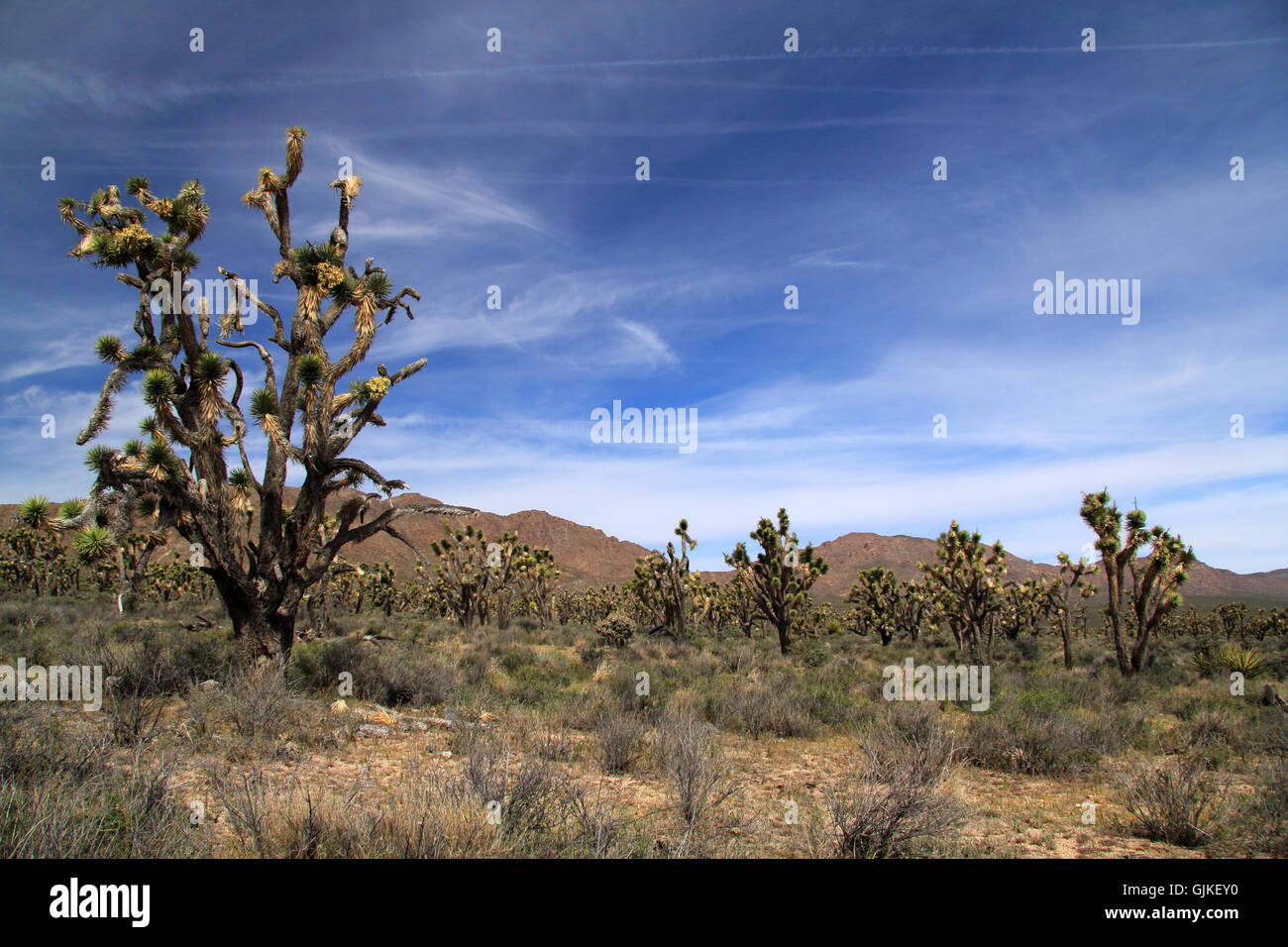 Scenic Desert Landscape in Mojave National Preserve, California Stock ...