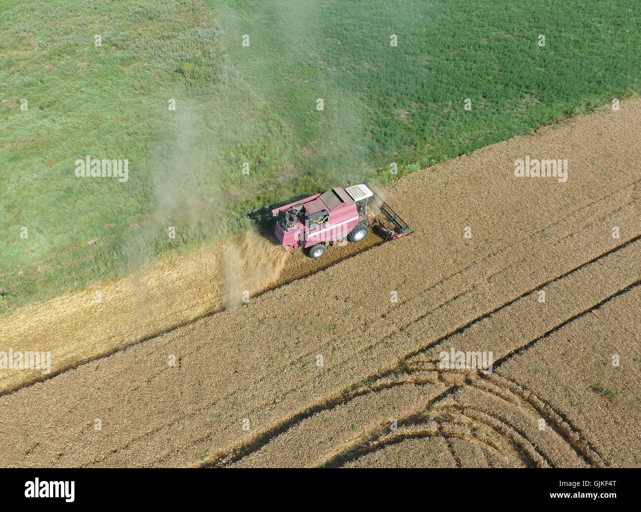 Cleaning wheat harvester. Ripe wheat harvester mowed and straw easily ...