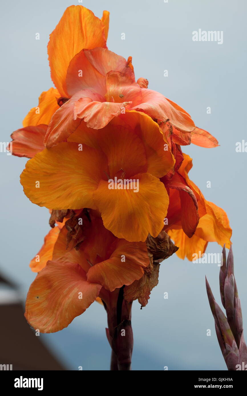 Family cannaceae hi-res stock photography and images - Alamy