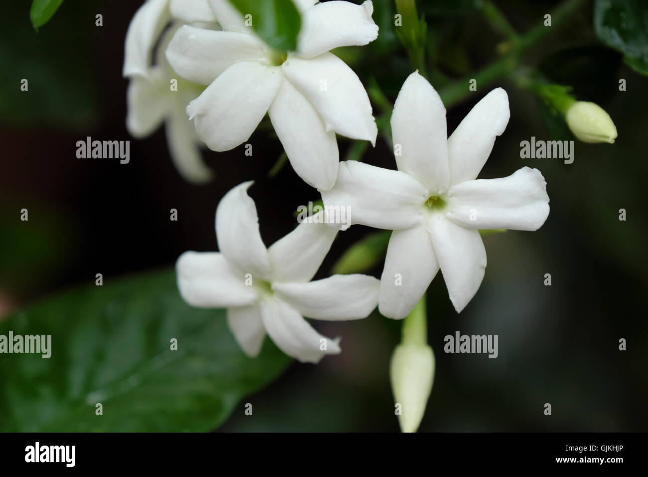Arabian jasmine hi-res stock photography and images - Alamy