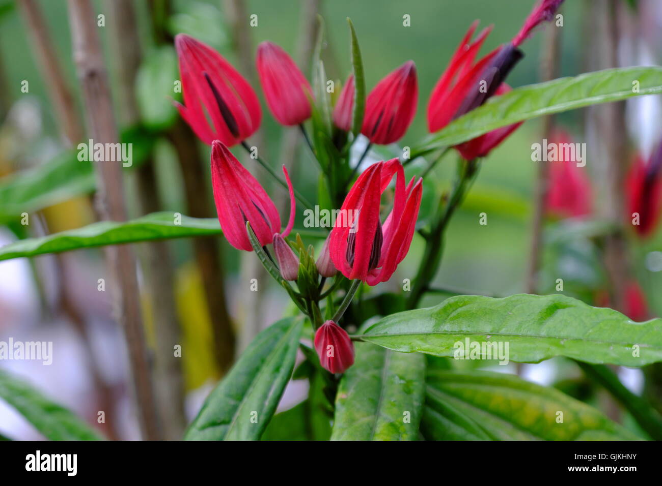 Pavonia multiflora hi-res stock photography and images - Alamy