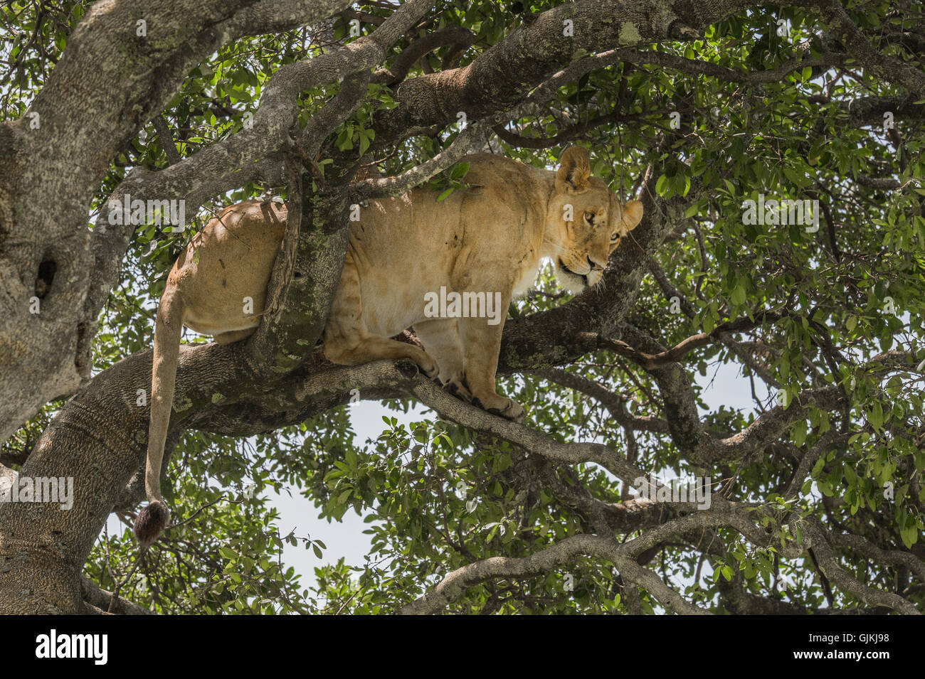 Lion and tree hi-res stock photography and images - Alamy