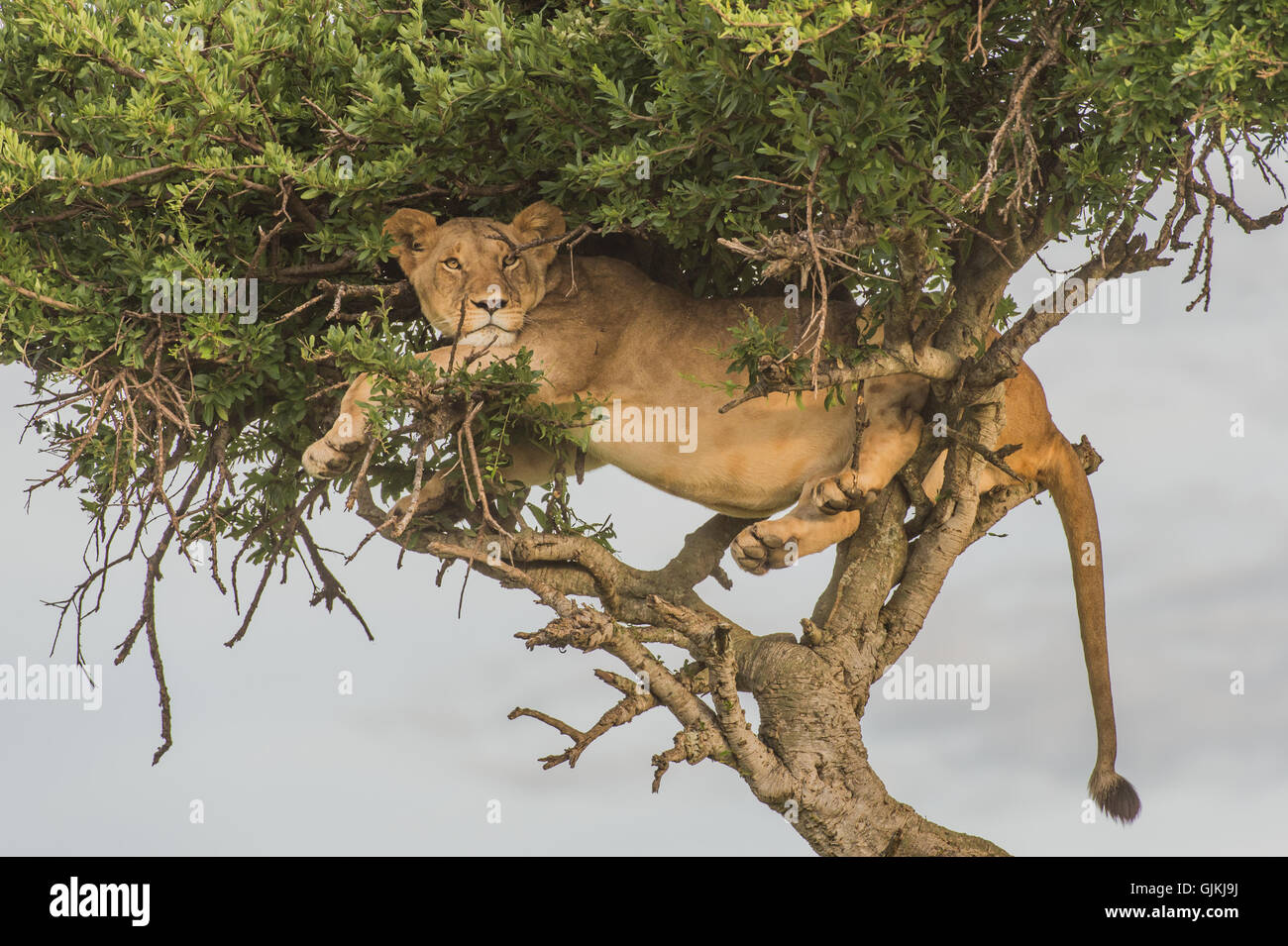 Lion tree maasi hi-res stock photography and images - Alamy