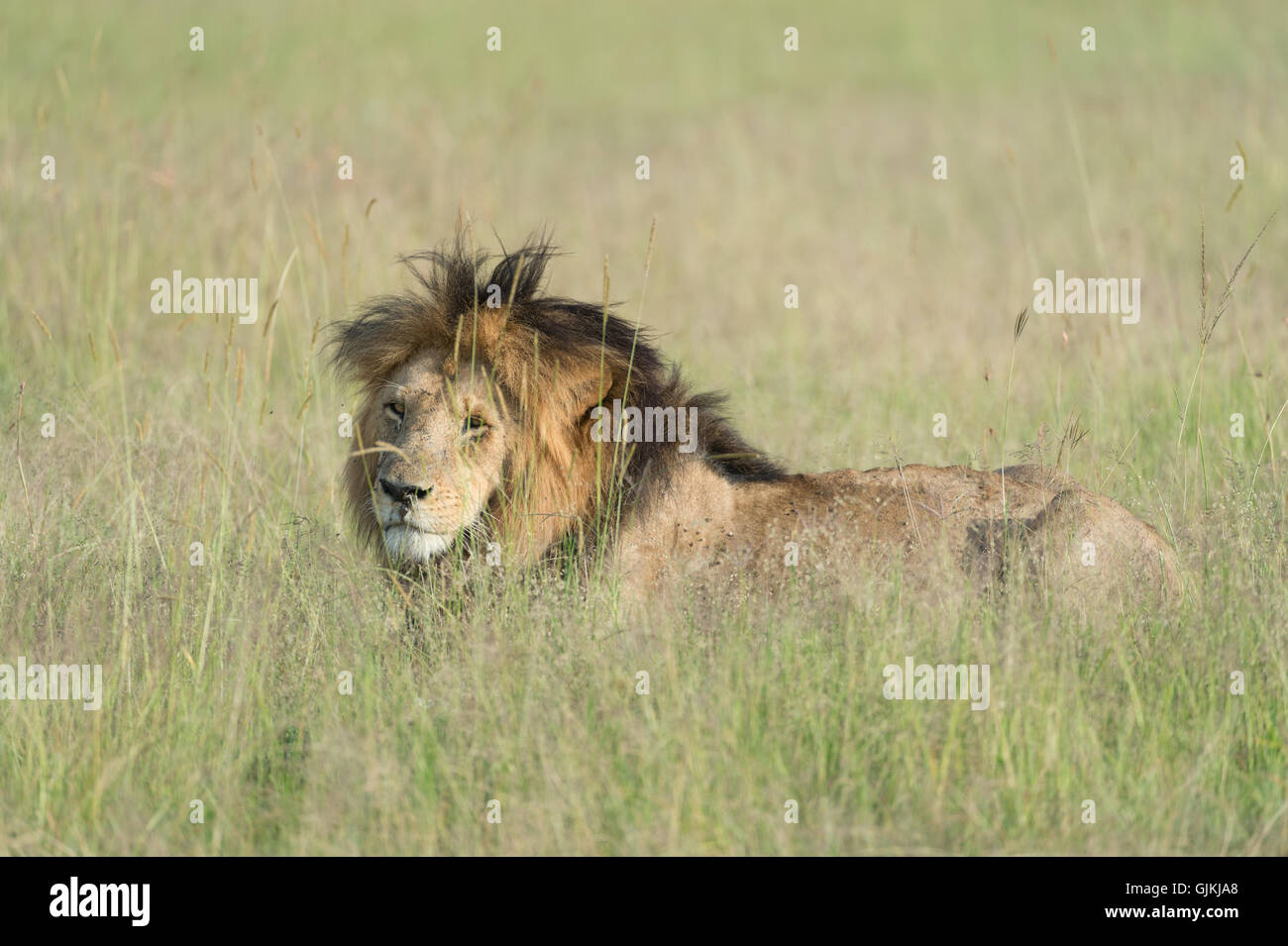 Male Lion on the plains of the Masi Mara Stock Photo - Alamy