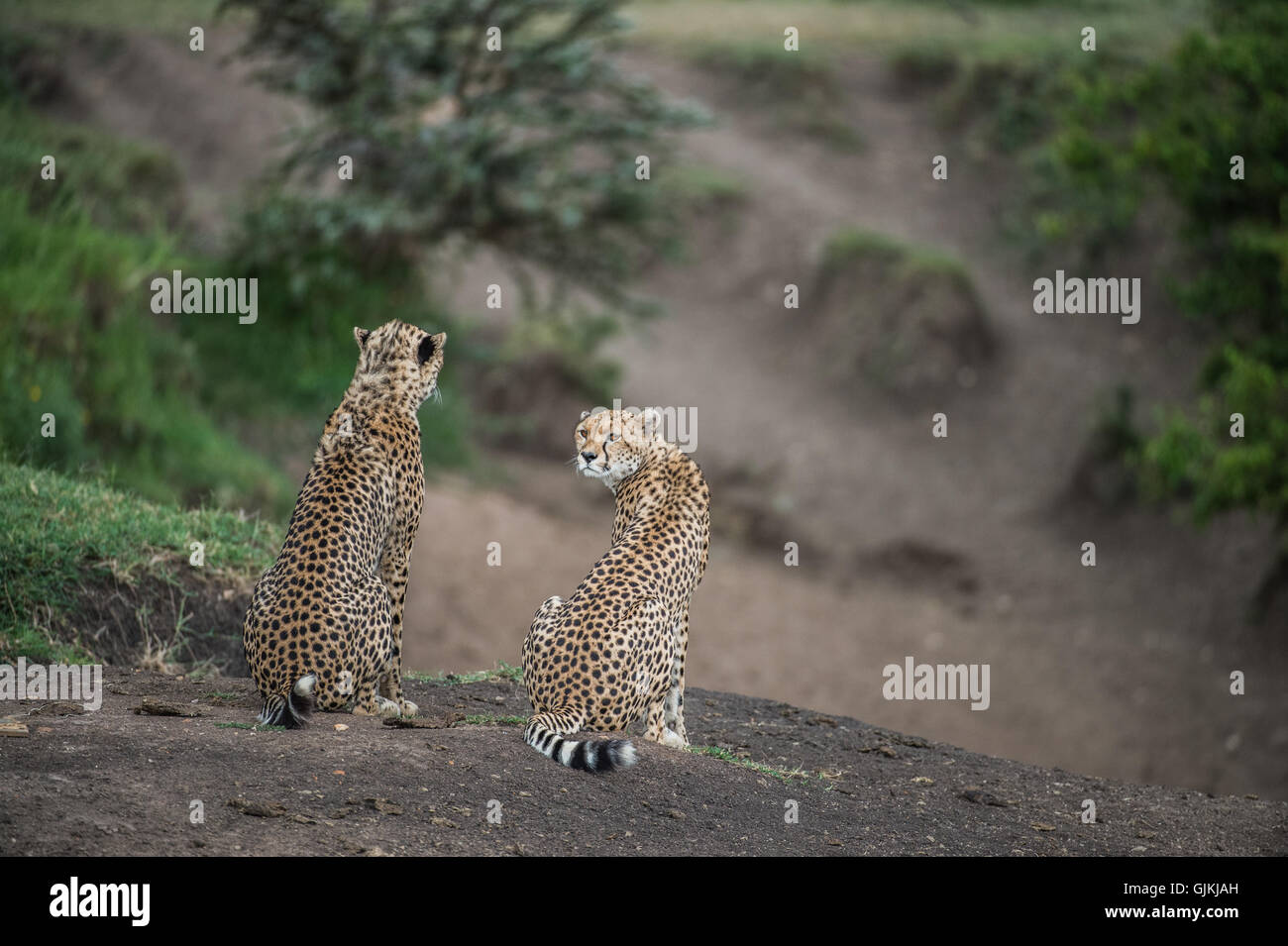 Playful cheetah cubs hi-res stock photography and images - Alamy