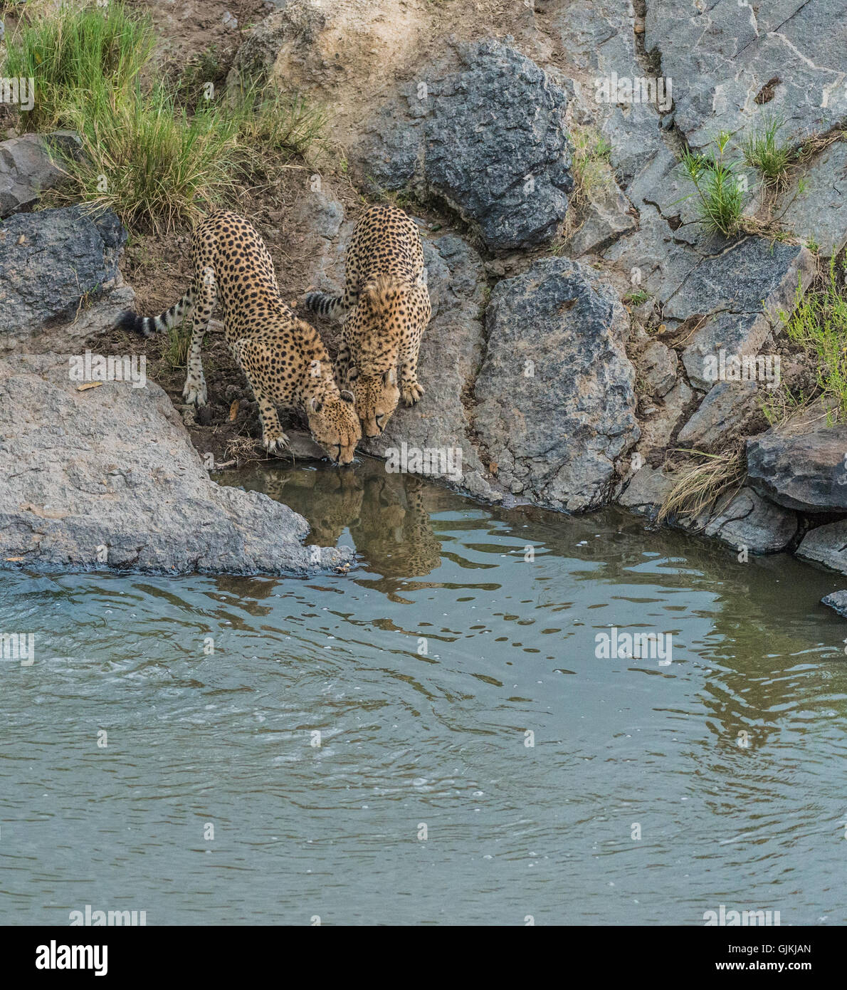 Cheetah drinking water hi-res stock photography and images - Alamy