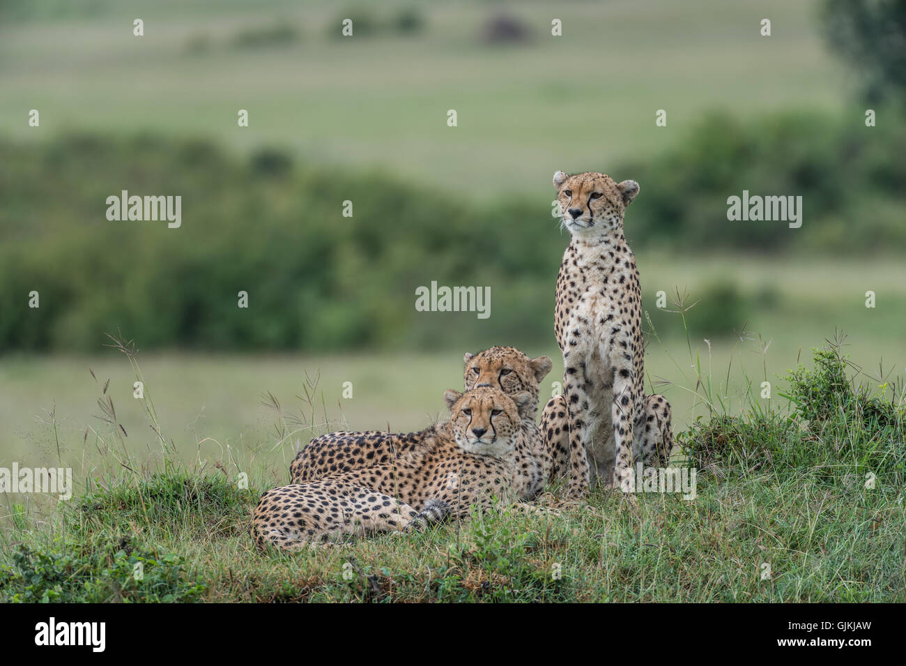 Mother Cheetah and two cubs Stock Photo - Alamy