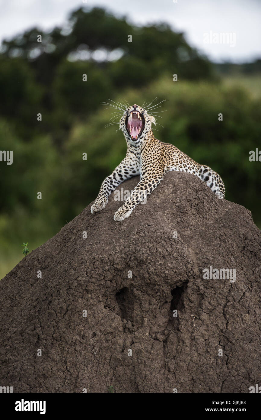 Ant hill india asia hi-res stock photography and images - Alamy