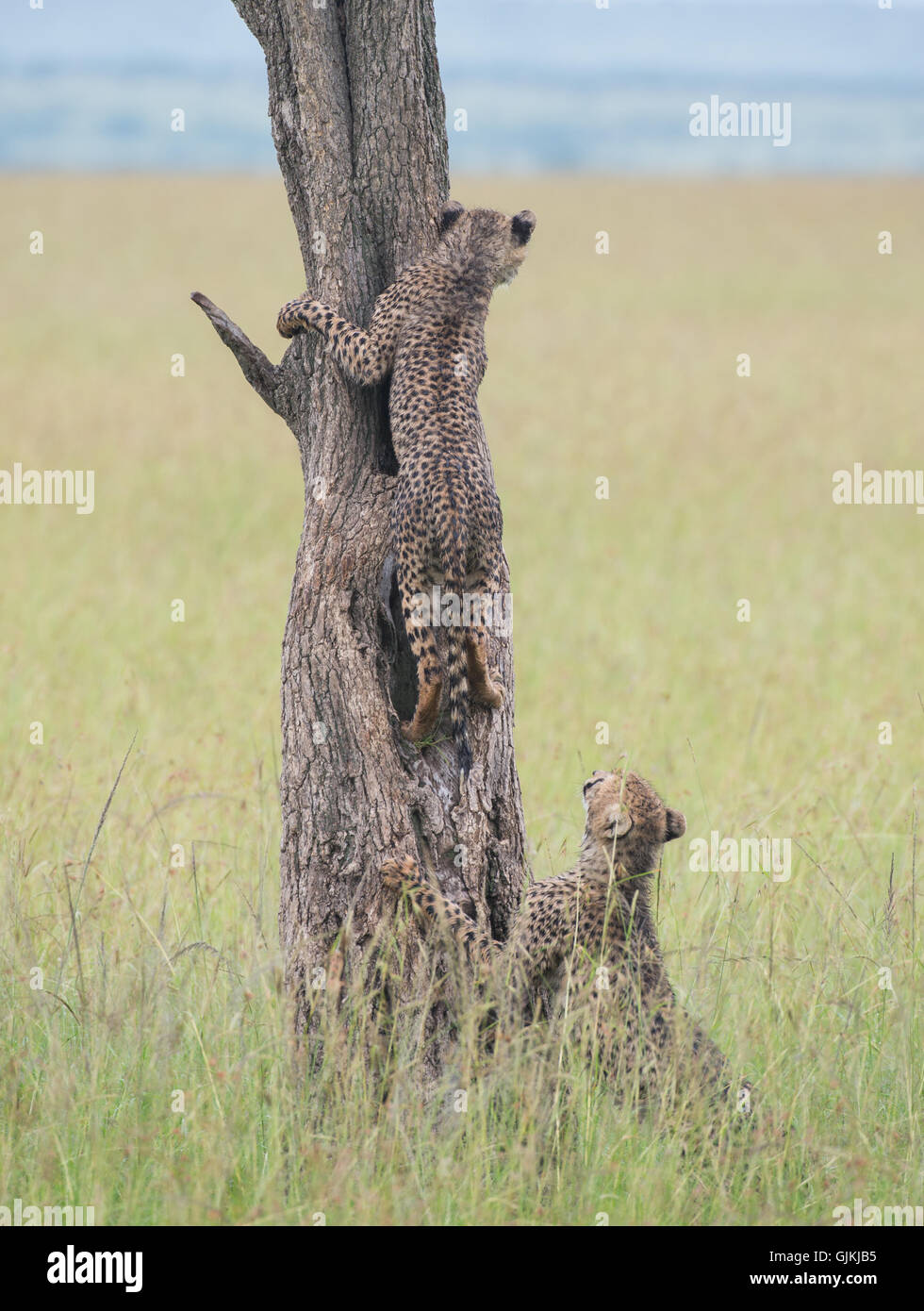 Cheetah cubs climbing a tree Stock Photo - Alamy
