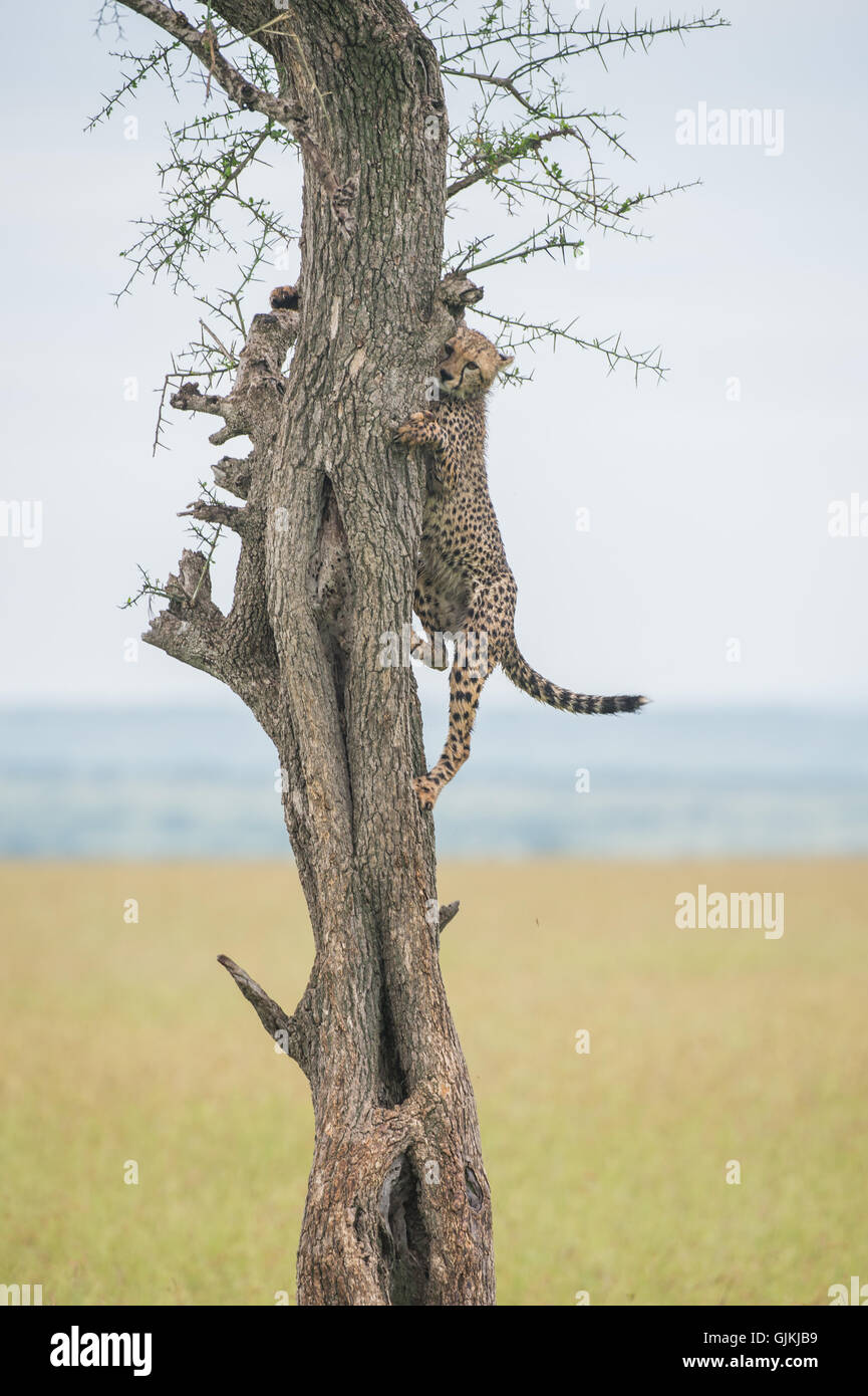 Cheetah cubs climbing a tree Stock Photo - Alamy