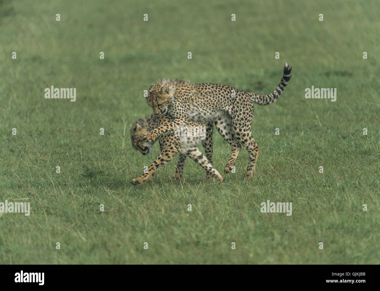 Cheetah cubs playing Stock Photo - Alamy