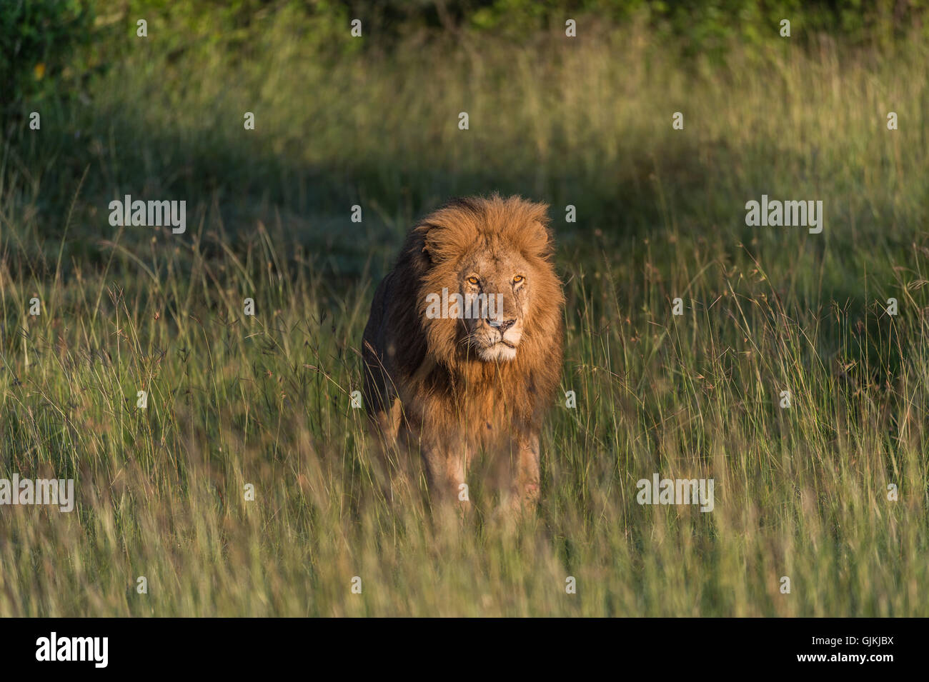 Male Lion on the plains of the Masi Mara Stock Photo - Alamy