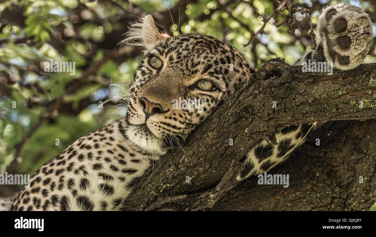 Leopard tree hi-res stock photography and images - Alamy