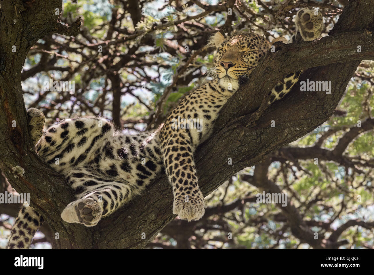 Leopard sleeping in a tree hi-res stock photography and images - Alamy