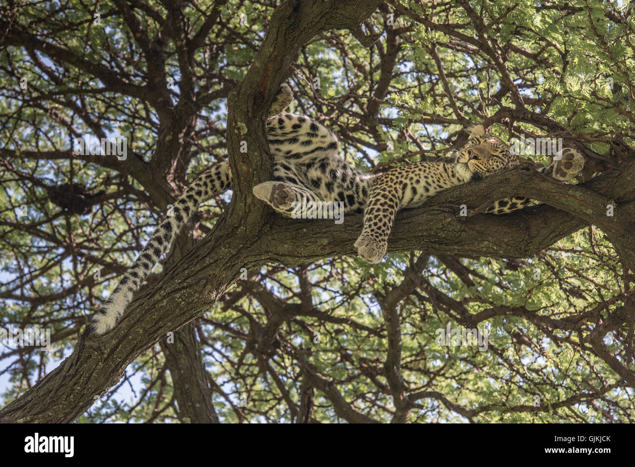 Leopard sleeping in a tree hi-res stock photography and images - Alamy