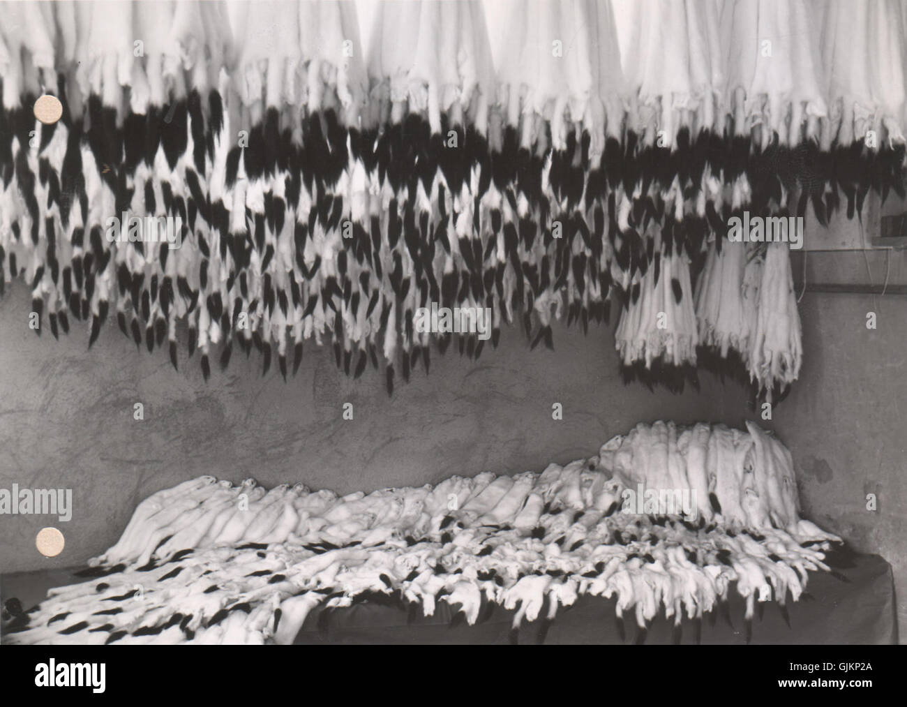 A lot of dressed ermine skins Stock Photo - Alamy