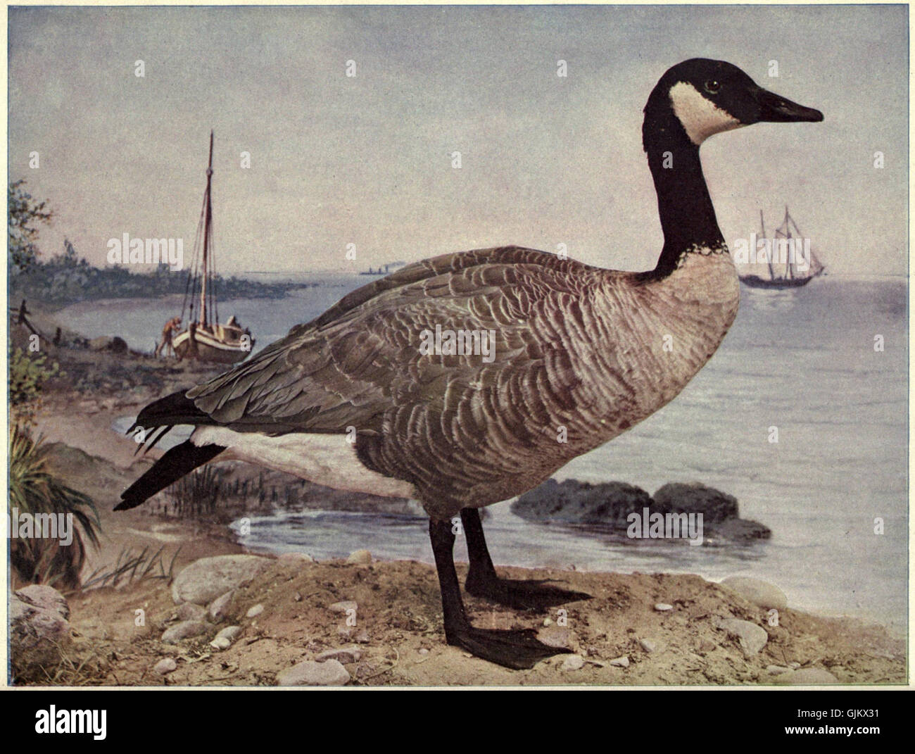Birds Illustrated Canada Goose Stock Photo - Alamy