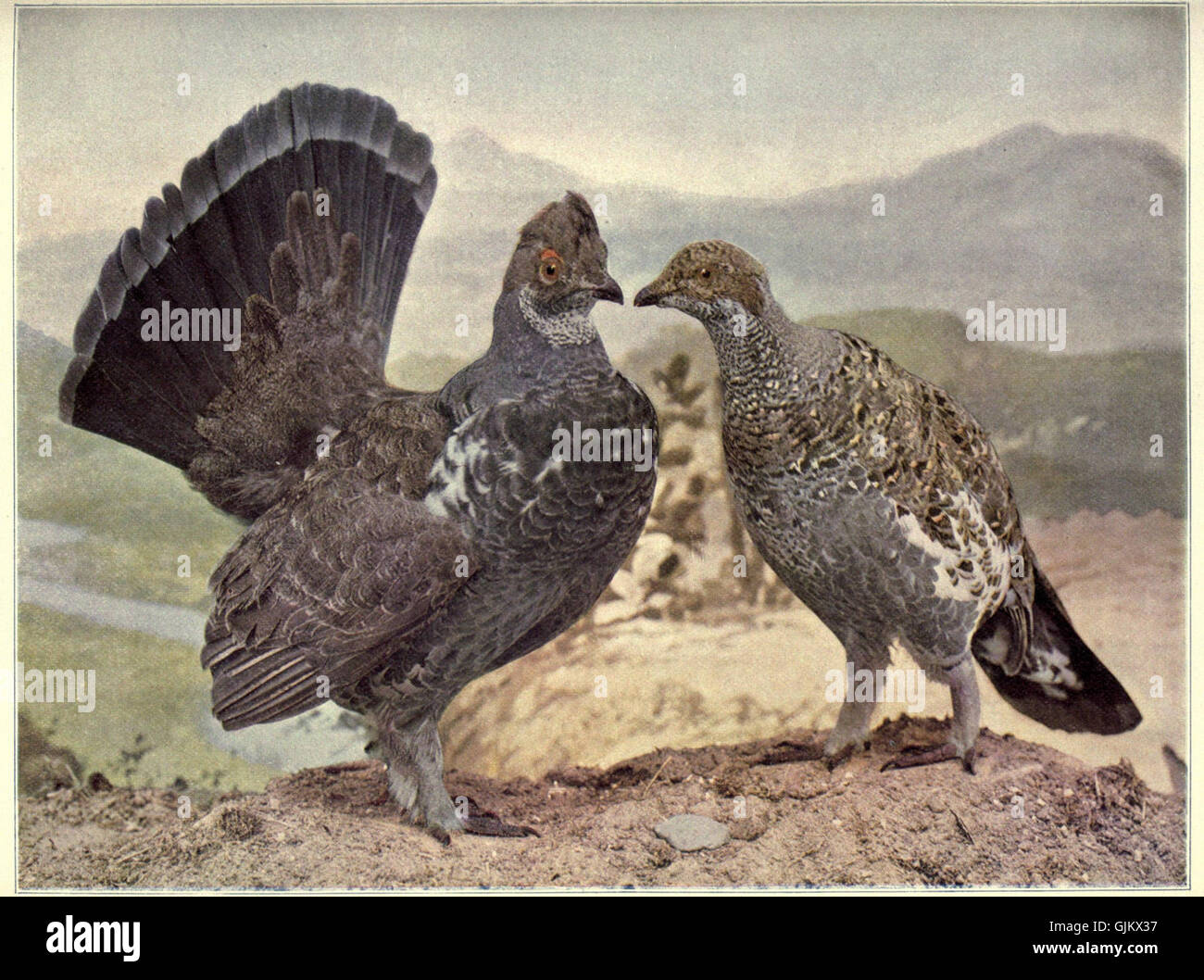Birds Illustrated Dusky Grouse Stock Photo - Alamy