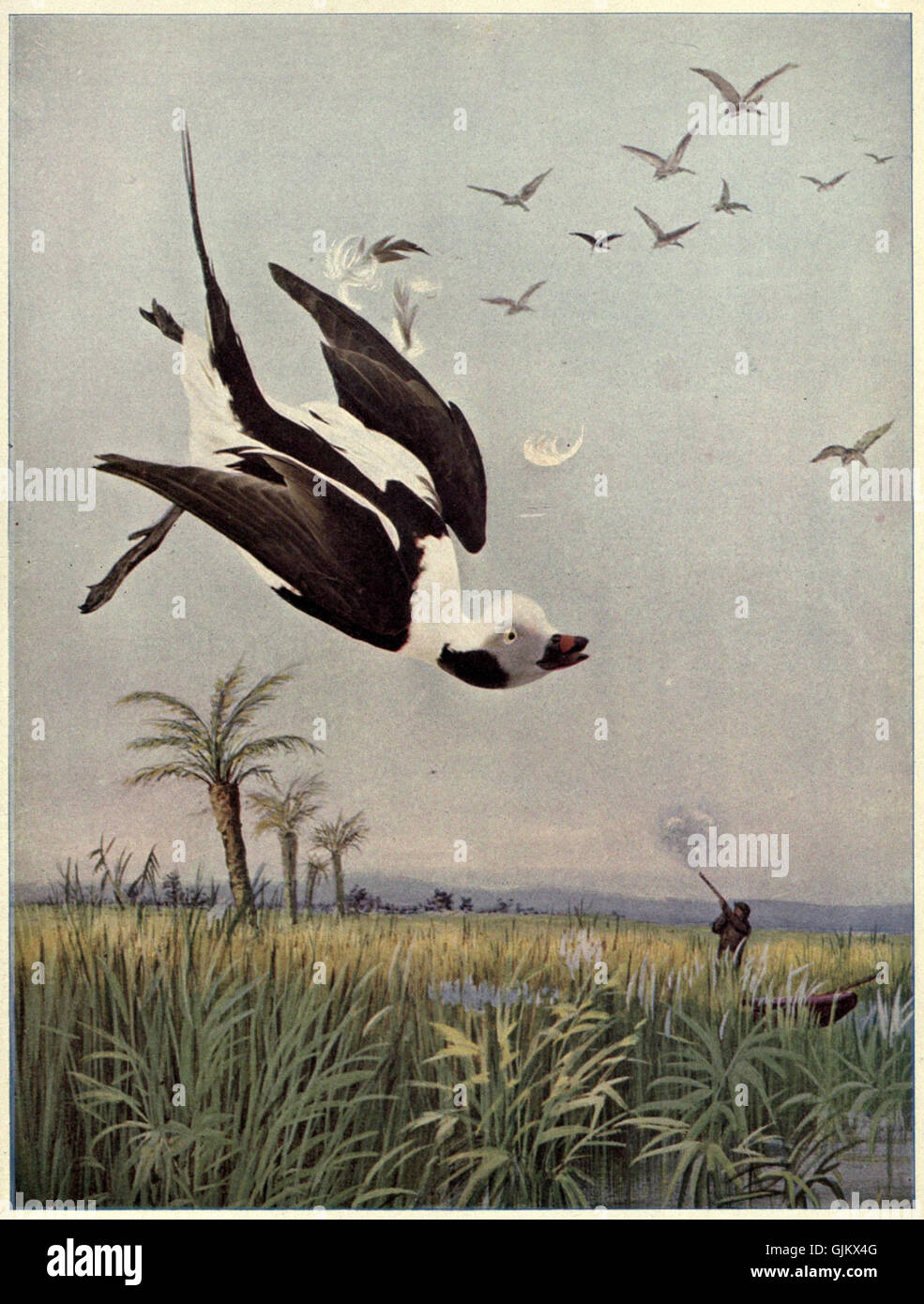 Birds Illustrated Old Squaw Duck Stock Photo - Alamy