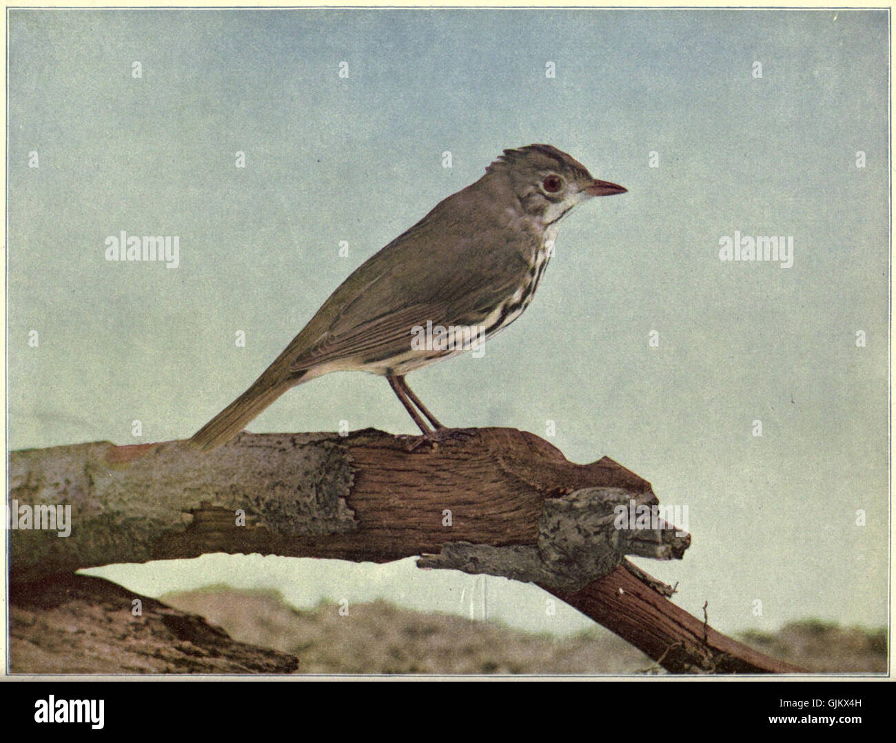 Birds Illustrated Oven Bird Stock Photo - Alamy