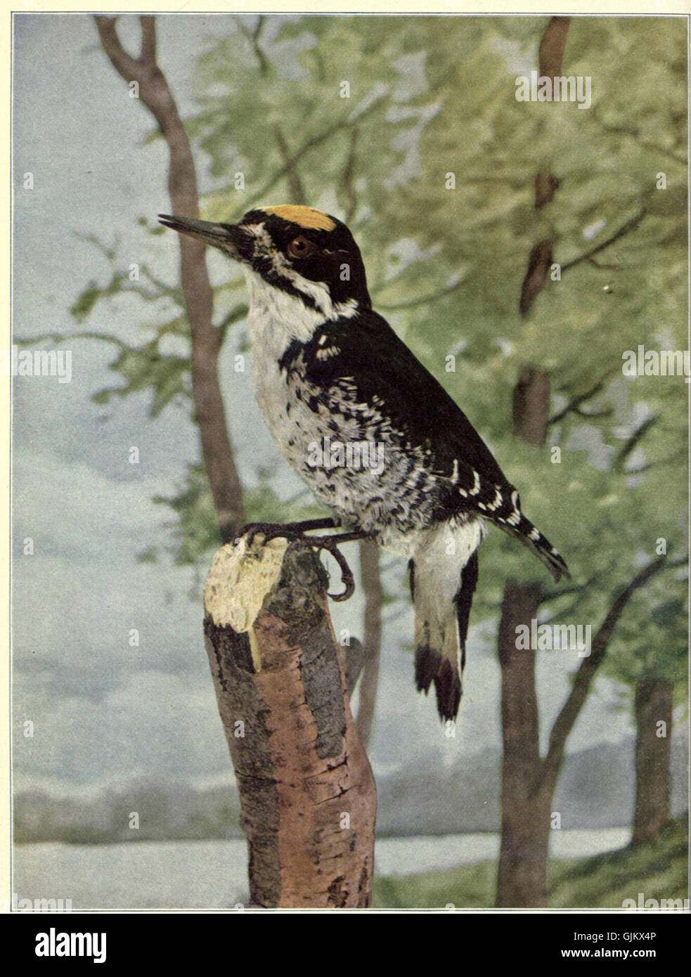 Birds Illustrated Three toed Woodpecker Stock Photo - Alamy
