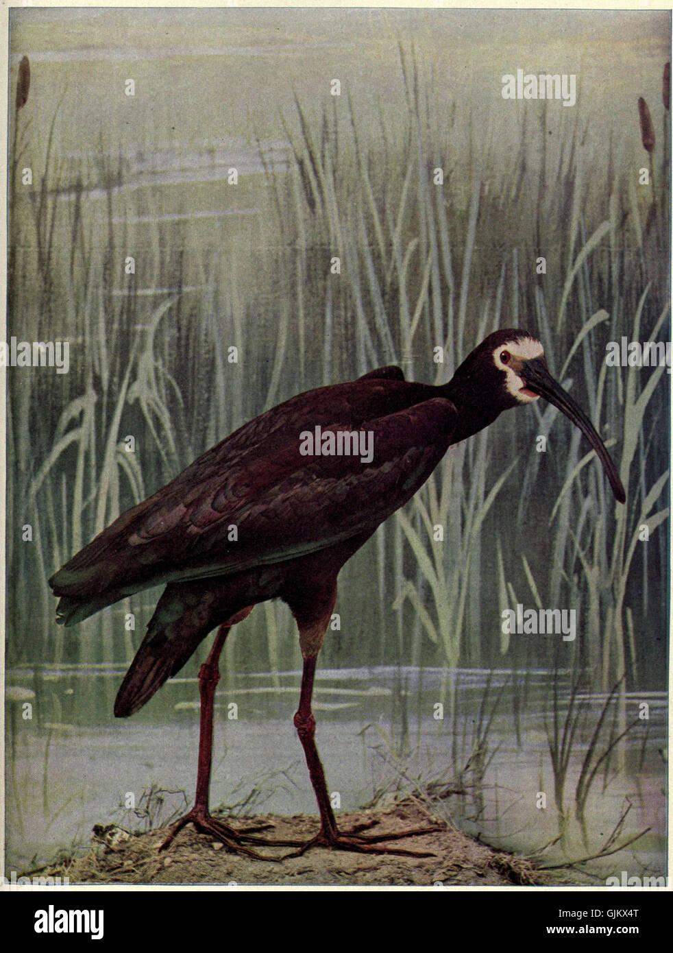 Birds Illustrated White faced Glossy Ibis Stock Photo - Alamy