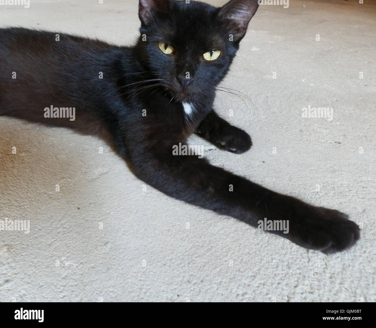 Gatica hi-res stock photography and images - Alamy