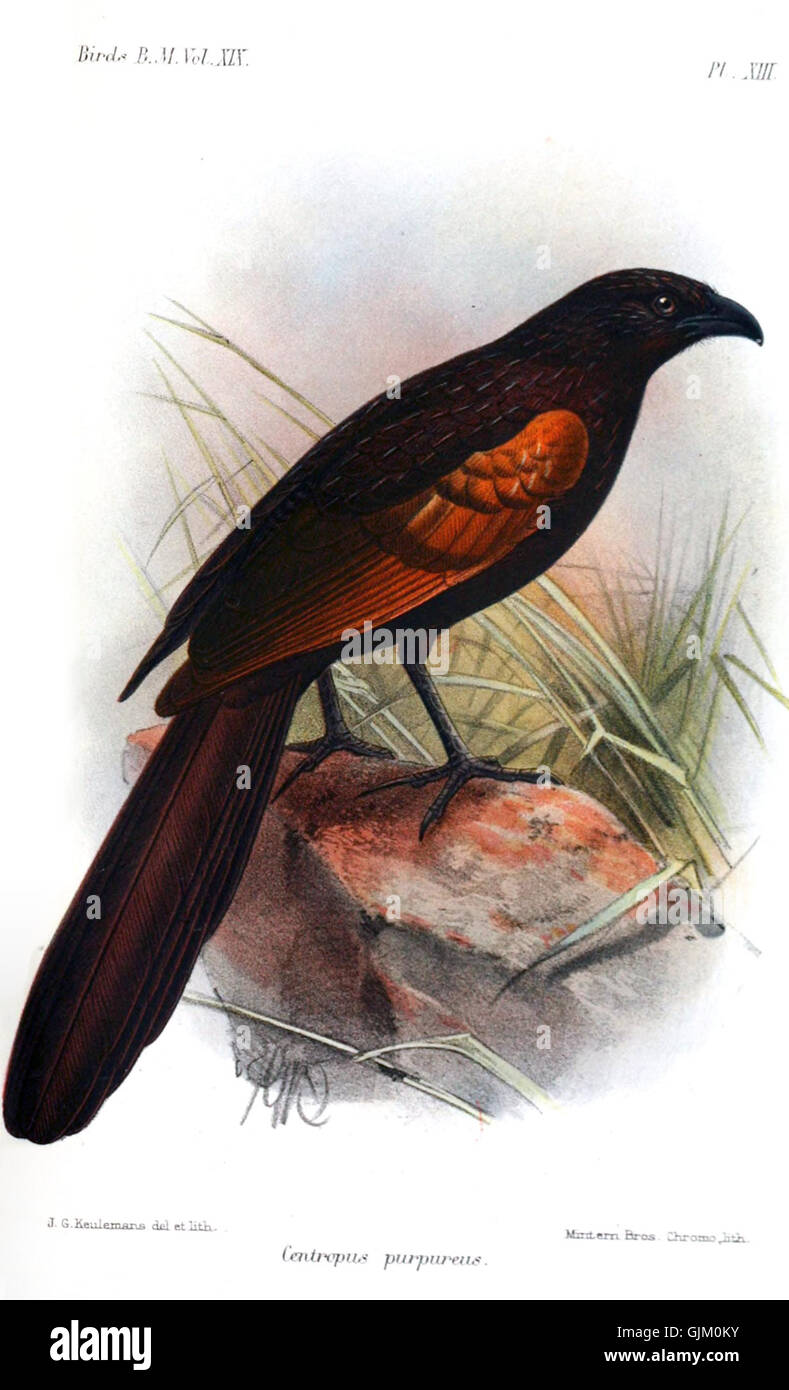This illustration by Keulemans depicts the Centropus purpureus, a bird ...