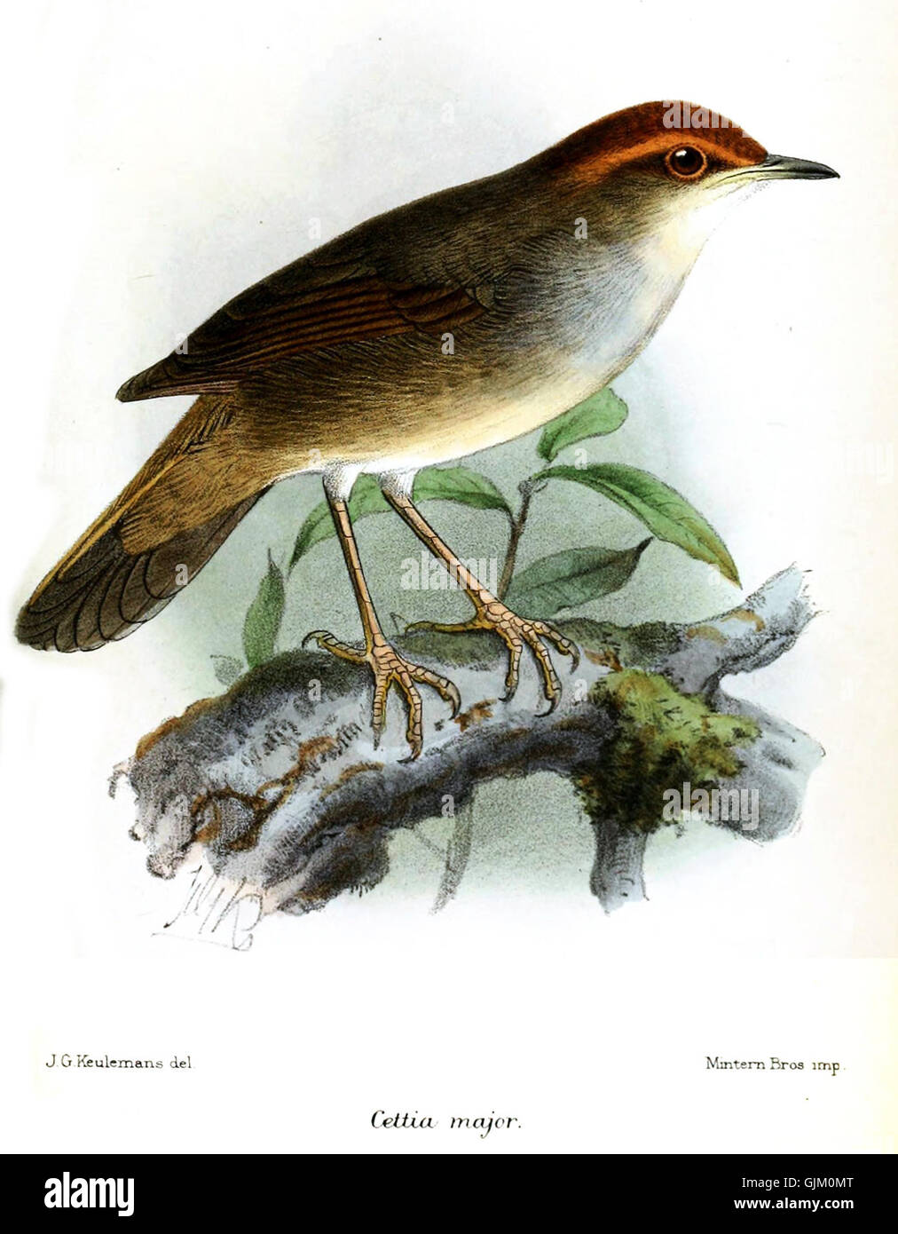 This image represents a detailed illustration of Cettia Major, a ...