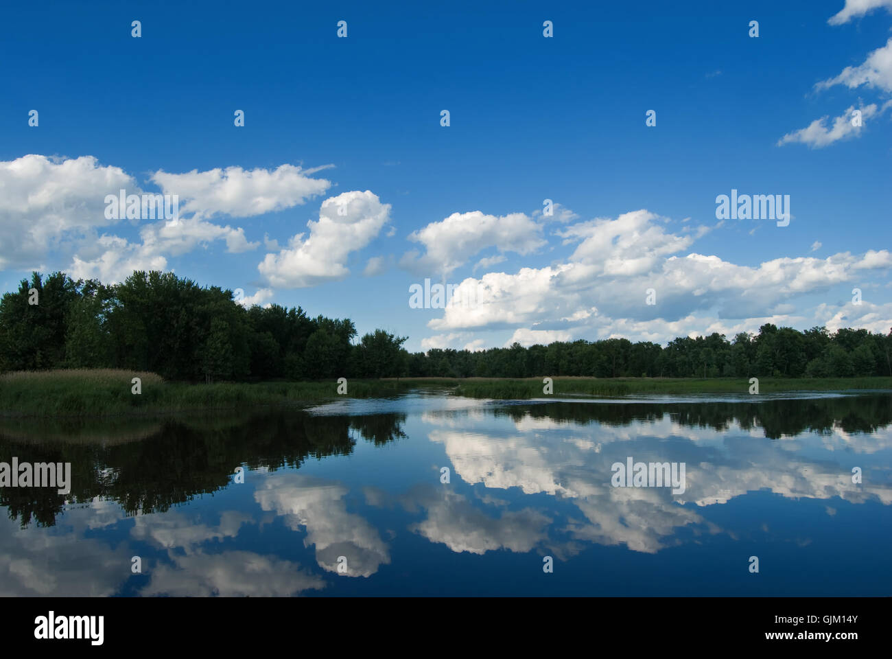 tree trees reflection Stock Photo - Alamy