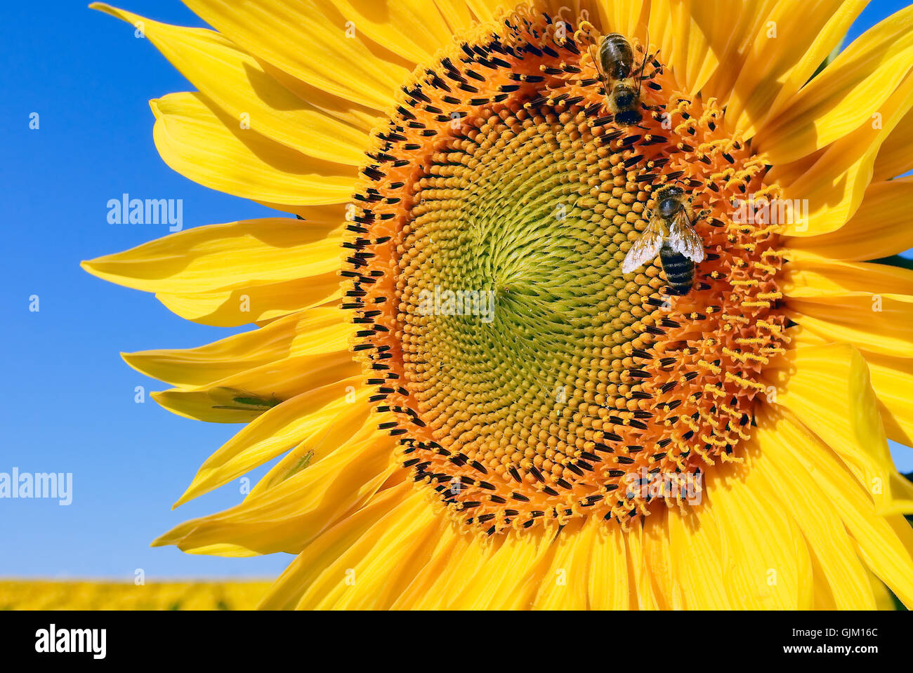 flower plant bloom Stock Photo - Alamy