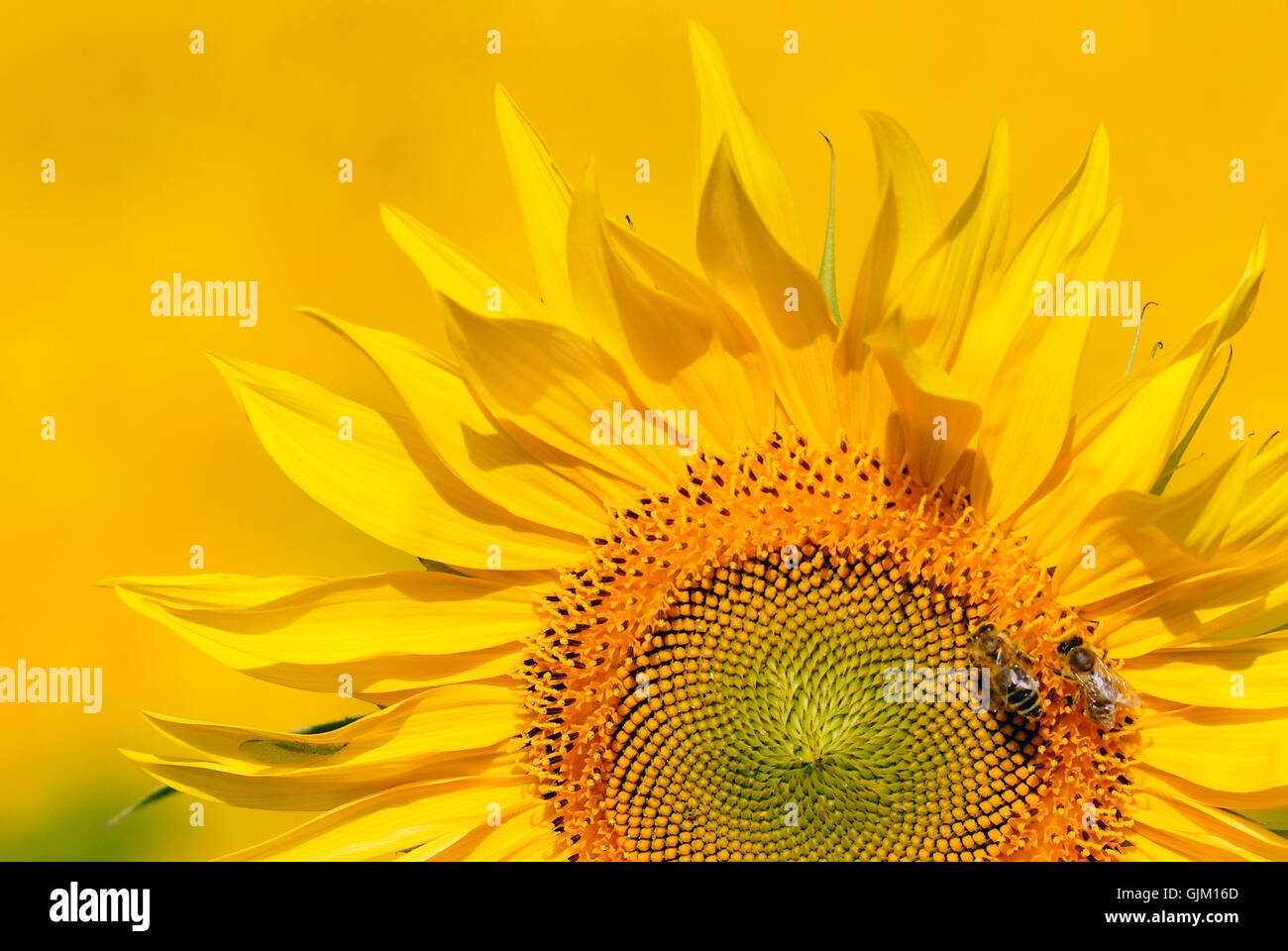 flower plant bloom Stock Photo - Alamy