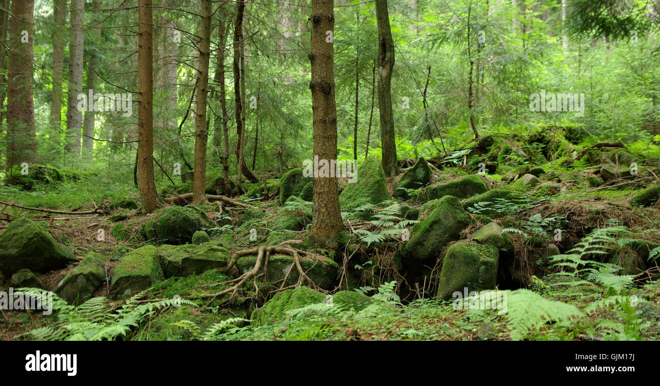 Biotop hi-res stock photography and images - Alamy